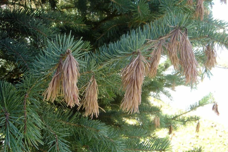 Protecting Your Midlands Landscape from the “False Spring” – Watson ...